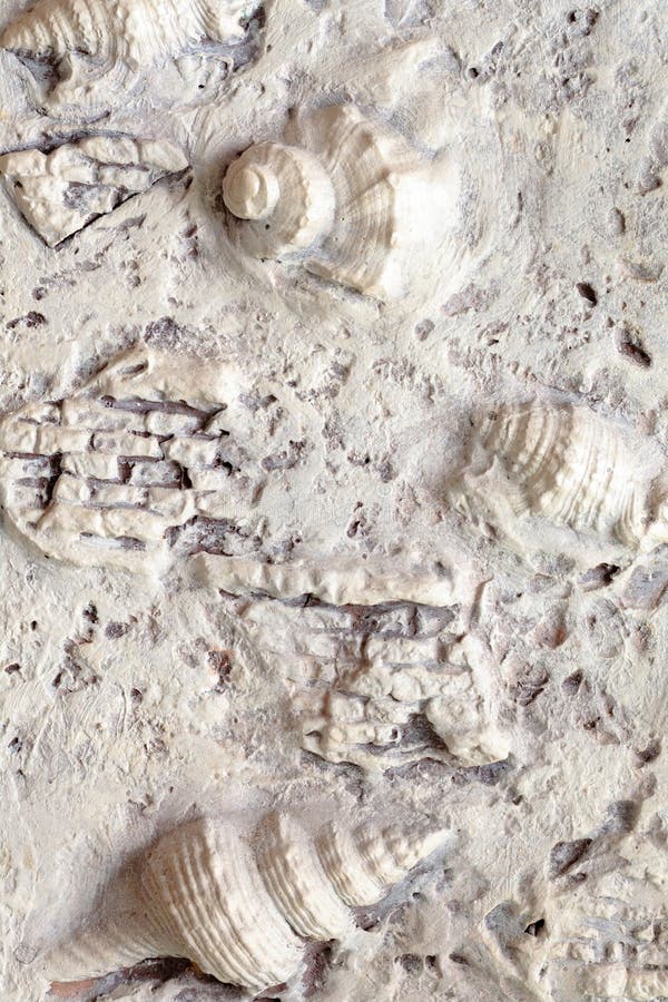 Decorative Wall Texture Marine Style. Stock Photo Close-up Texture with ...