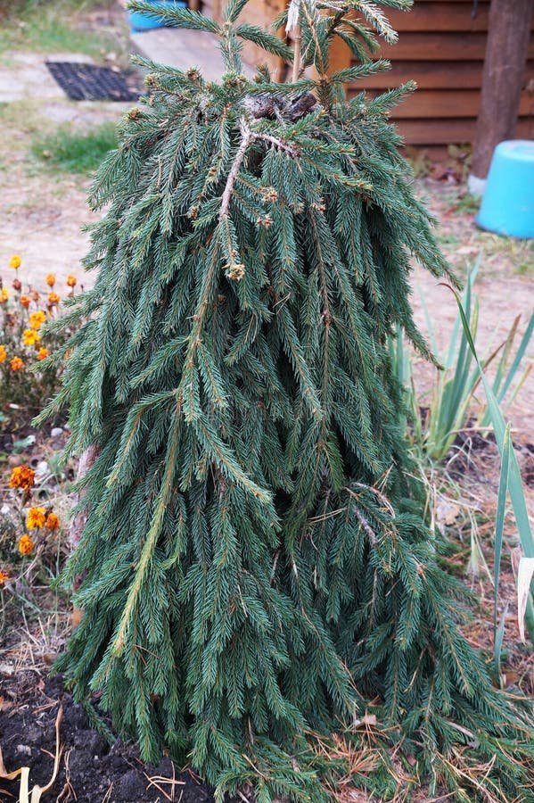 Decorative Weeping Fir Tree in the Garden Close-up Stock Image - Image ...