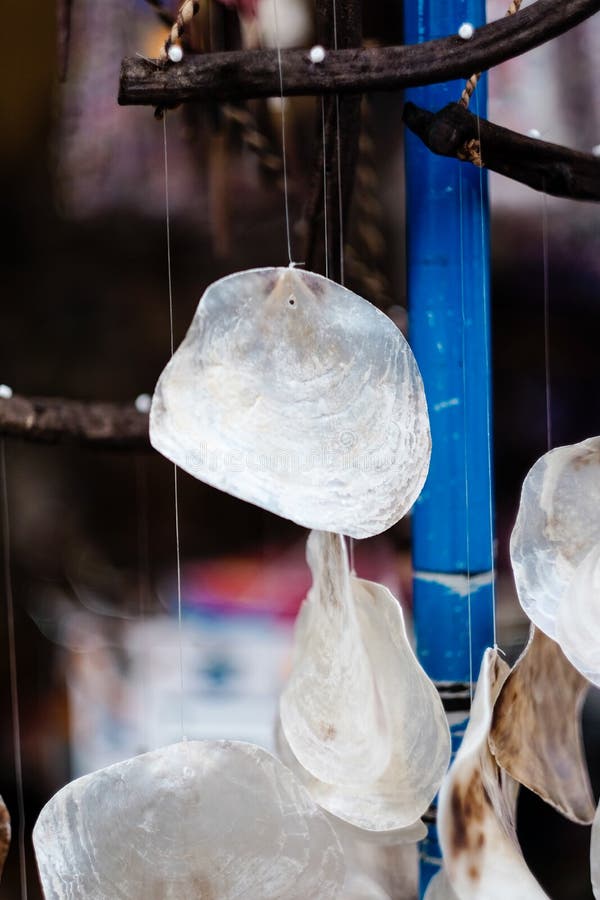 Abalone sea shells stock image. Image of invertebrates - 1159661