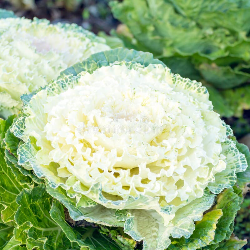Decorative white cabbage stock image. Image of landscape - 39522115
