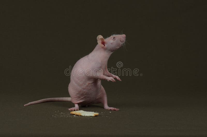 Mouse eating a cookie stock image. Image of nature, nibble - 1525917