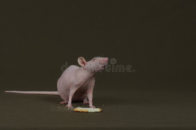 Decorative White Rat Eating a Cookie Stock Photo - Image of heat ...