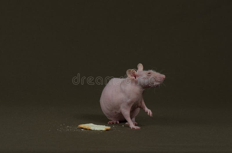 Decorative White Rat Eating a Cookie Stock Image - Image of heat, close ...