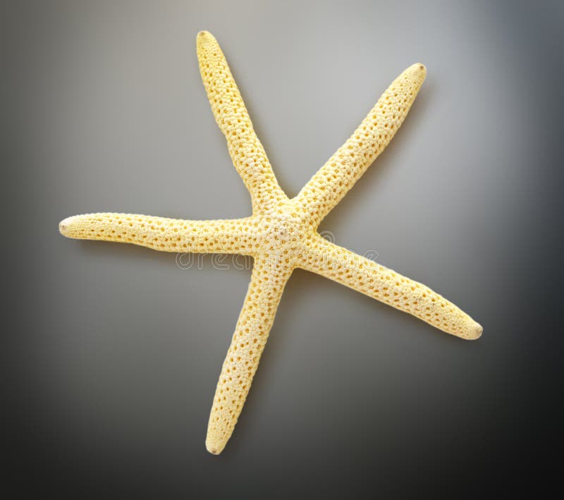 Decorative white sea star stock photo. Image of marine - 70353020