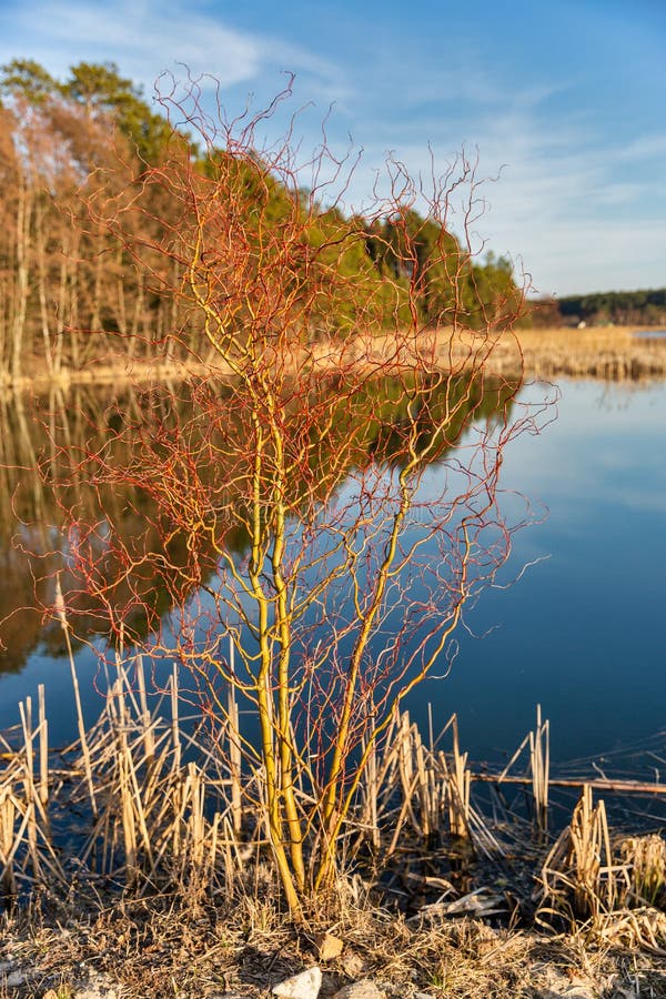 Decorative Willow Grows Near the Lake Stock Image - Image of landscape ...