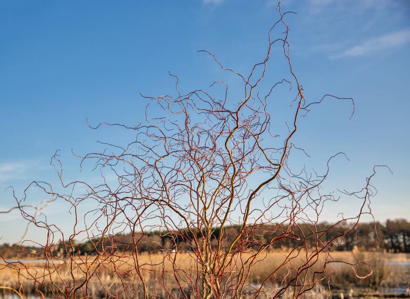 Decorative Willow Grows Near the Lake Stock Image - Image of riverbank ...