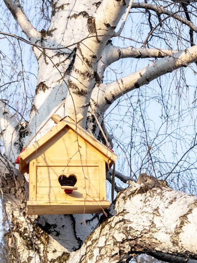Nesting box on birch stock photo. Image of hole, tree - 140703566