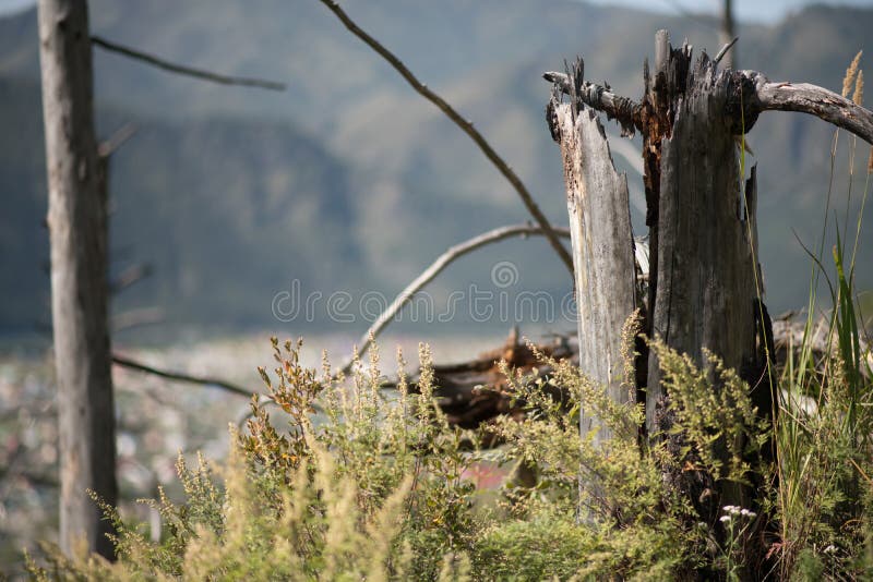 Decorative Wooden Snag in the Forest Stock Photo - Image of cloudy ...