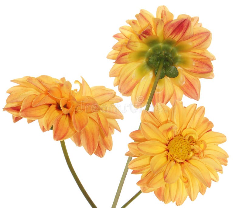 Decorative yellow flower stock image. Image of card, decorative - 26101357