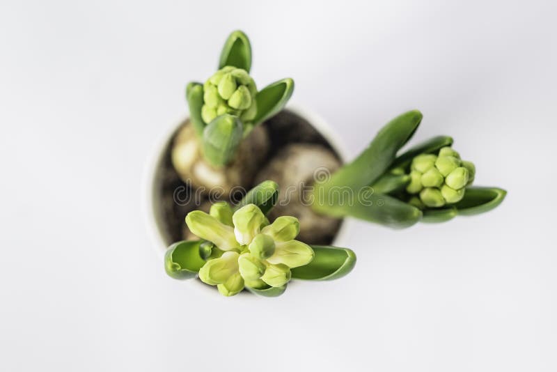 Decorative Yellow Hyacinth, Top View Stock Photo - Image of hyacinths ...