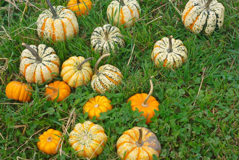 Decoratives Squash Pumpkins for Halloween or Thanksgiving Stock Image ...