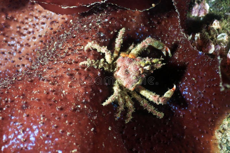 Decorator Crab stock image. Image of wilderness, crab - 16900427