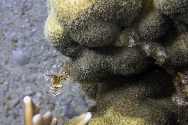 Decorator Spider Crab Hyastenus Bispinosus Stock Photo - Image of ...