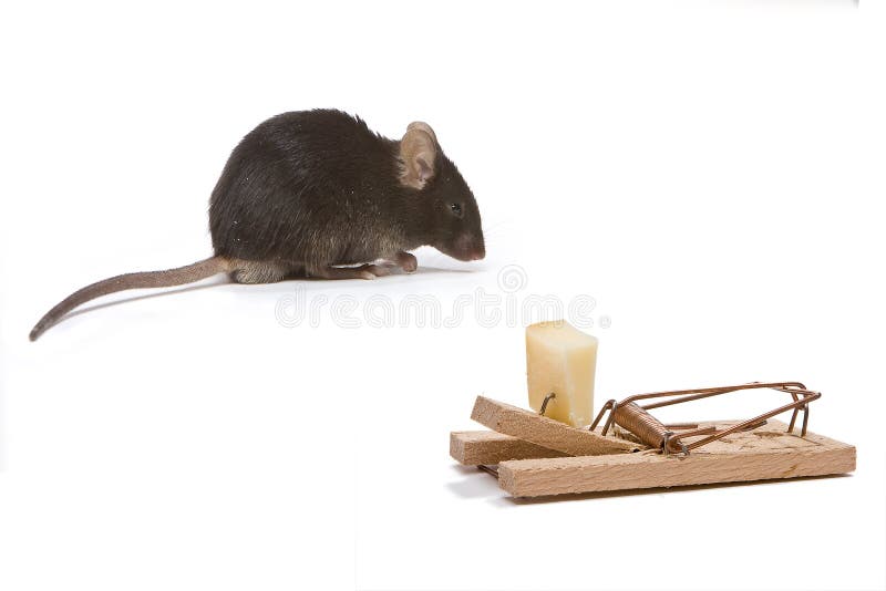 Decoy stock photo. Image of cute, food, animal, humour - 5603804