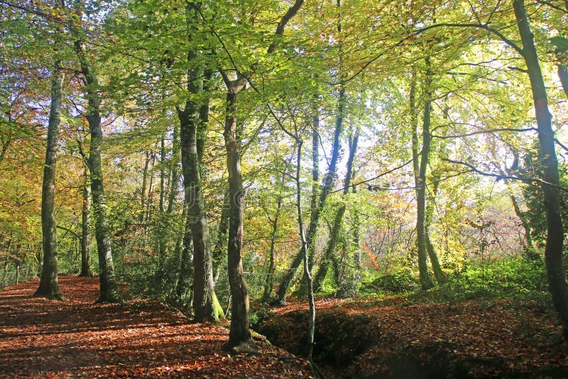 Decoy Country Park, Devon, in Autumn Stock Image - Image of beautiful ...