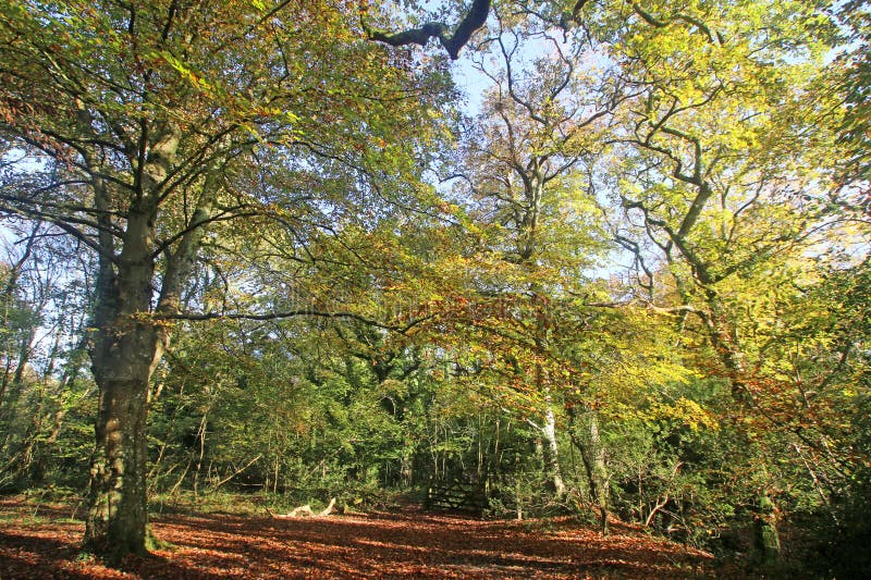 Decoy Country Park, Devon, in Autumn Stock Image - Image of foliage ...