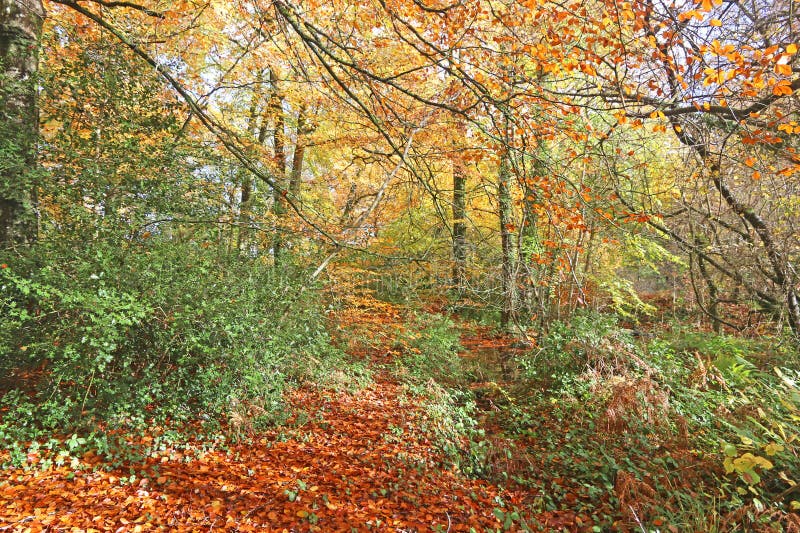 Decoy Country Park, Devon in Autumn Stock Photo - Image of devon ...