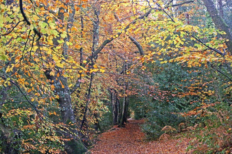 Decoy Country Park, Devon in Autumn Stock Image - Image of beautiful ...