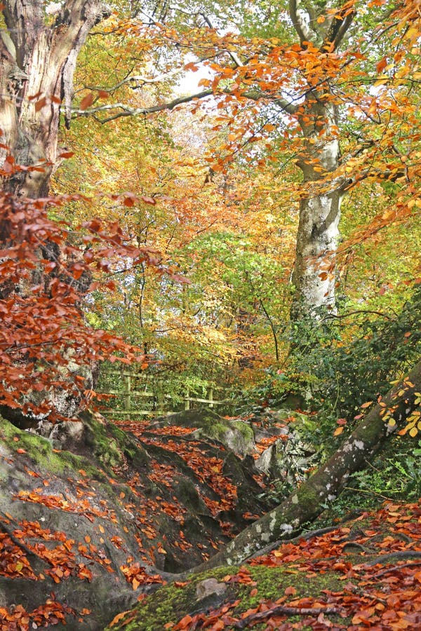 Decoy Country Park, Devon in Autumn Stock Image - Image of beautiful ...