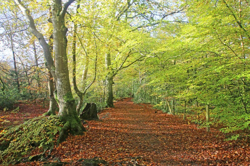 Decoy Country Park, Devon in Autumn Stock Photo - Image of decoy ...