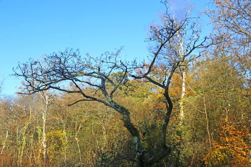 Decoy Country Park, Devon in Autumn Stock Photo - Image of leaf, orange ...
