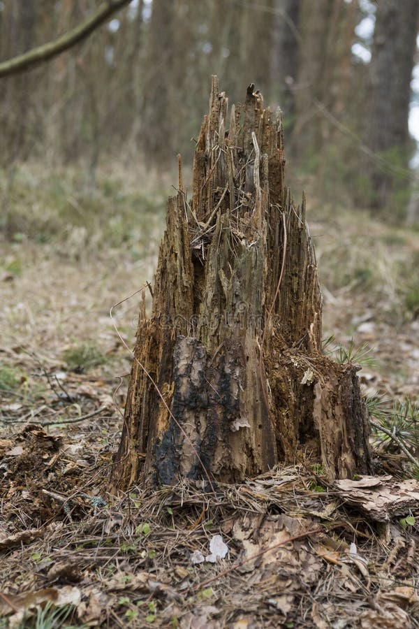 Rotten Tree Stump in the Forest Stock Photo - Image of skeleton, dust ...