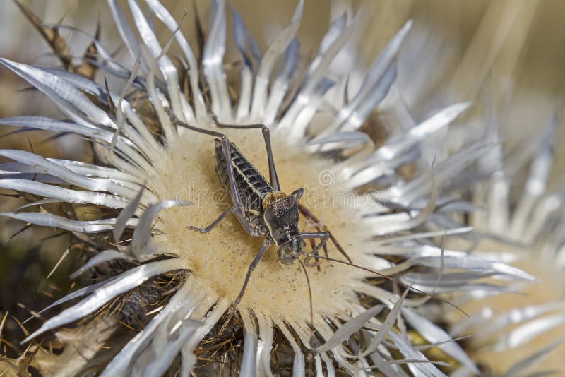 Decticus albifrons arkivfoto. Bild av tistlar, adelsman - 35657912