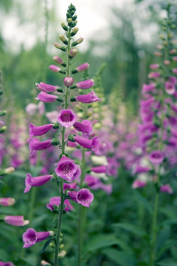 Dedalera foto de archivo. Imagen de planta, hermoso, flora - 34055758