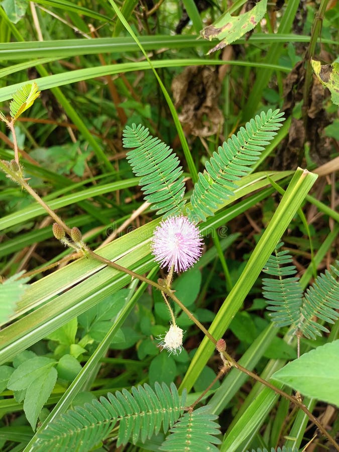 Dedalu Flower Stock Photos - Free & Royalty-Free Stock Photos from ...