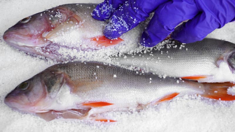 Dedicated to fish lovers stock photo. Image of eating - 340074100