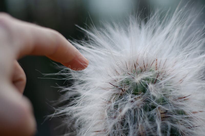 Dedo tocando un cactus imagen de archivo. Imagen de negativo - 170127303