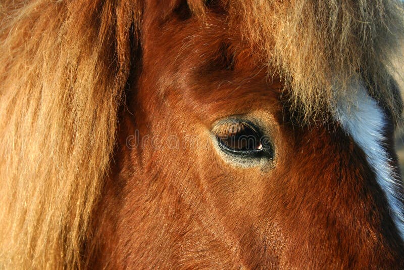 Paardenoog stock foto. Image of veulen, boerderij, landbouwbedrijf ...