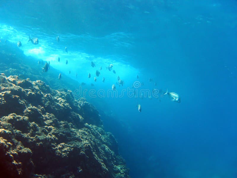 Deep stock image. Image of school, deep, mediterranean - 19648275