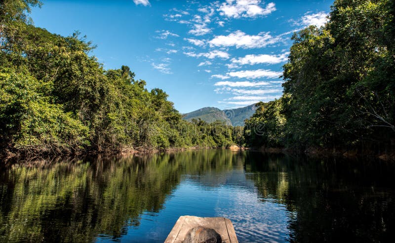 Deep in the Amazon Jungle stock photo. Image of south - 97421424