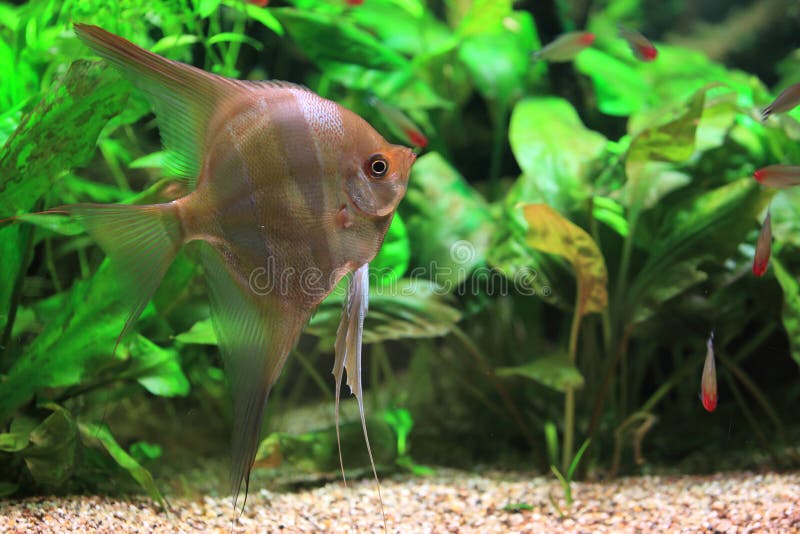 Deep angelfish stock image. Image of angelfish, pterophyllum - 34428719
