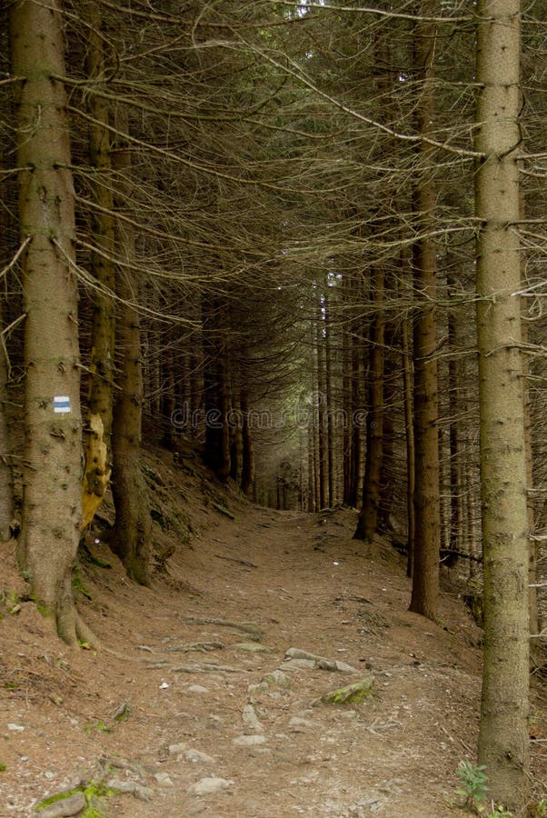 Deep autumn forest stock image. Image of tunnel, dark - 20358657
