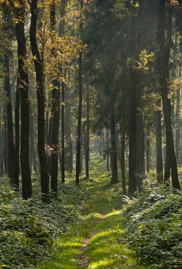 Deep autumn forest stock photo. Image of outdoor, orange - 20380416