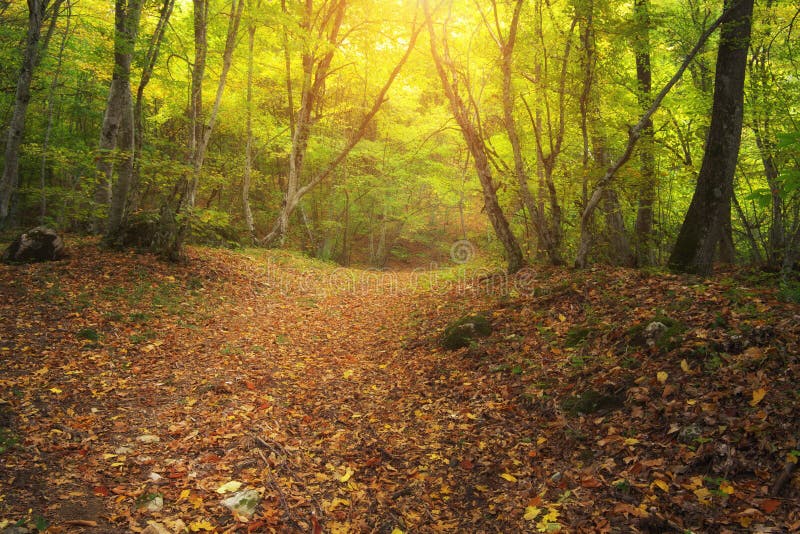 Deep Autumn Forest and Wild Mountain Stream or River. Stock Image ...