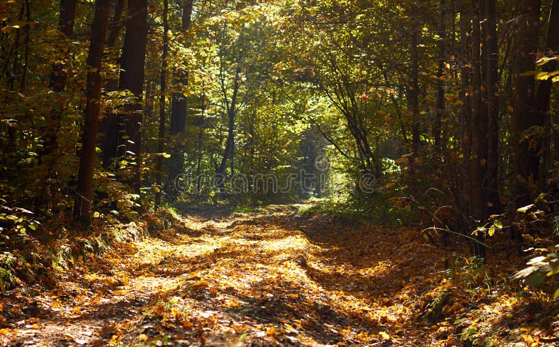 Autumn Forest, Trees and Fallen Leaves. Beautiful Autumn Background ...