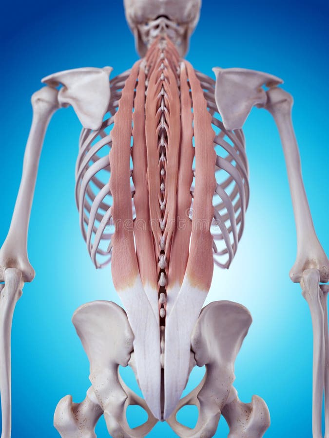 Back Muscles stock illustration. Illustration of strain - 28516068