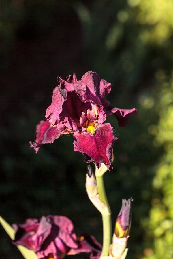 Deep Blood Red Bearded Iris Stock Image - Image of garden, deep: 81439183