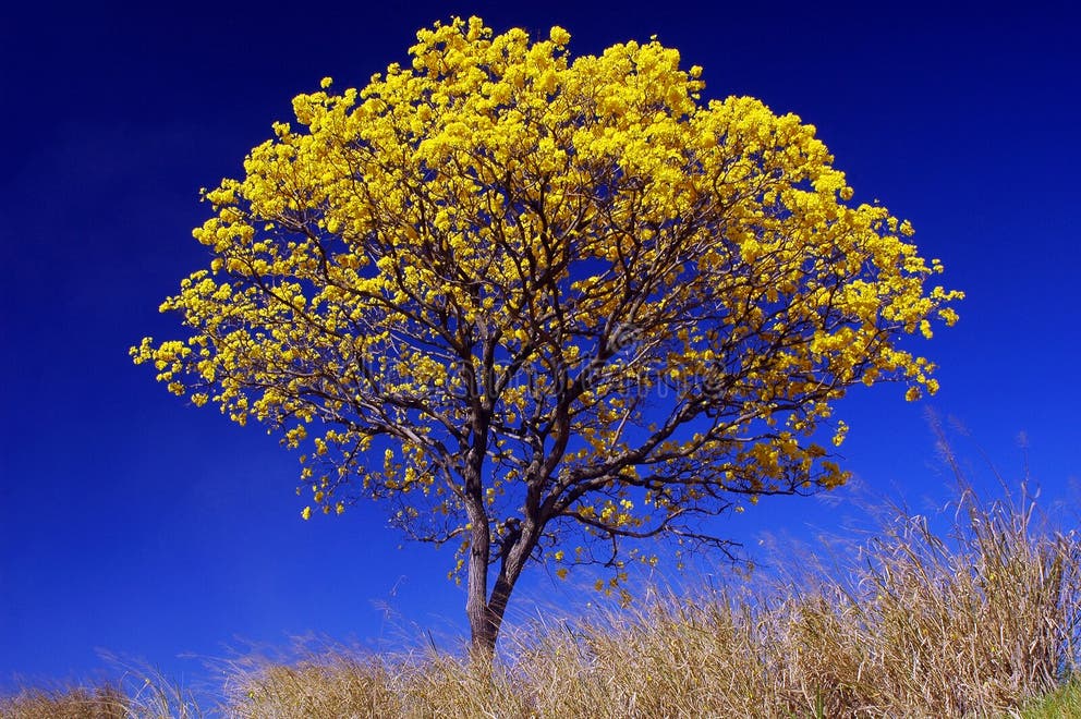 Deep blue stock photo. Image of wallpaper, landscape, tree - 826208