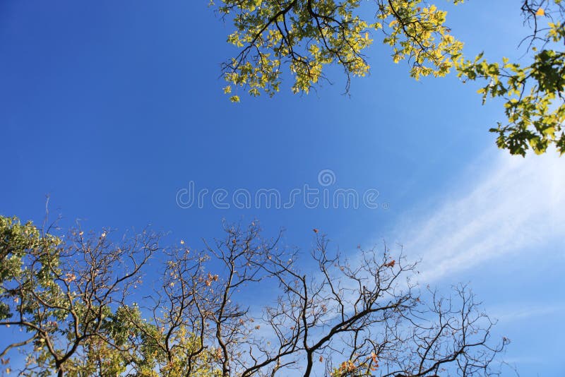Deep Blue Autumn Sky in Oak Forest Stock Photo - Image of light ...