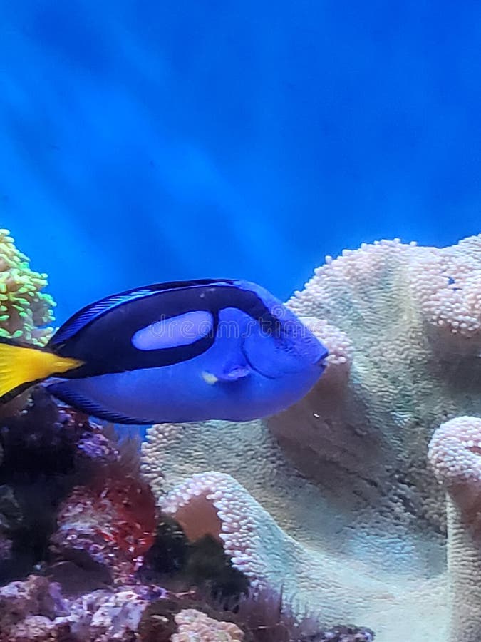 Deep blue beauty stock photo. Image of blue, beauty - 146770498