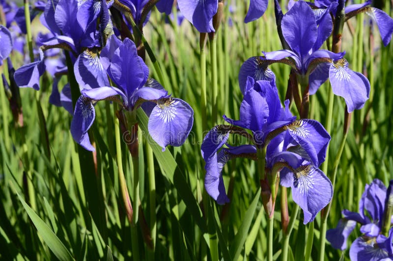 Deep blue beutiful iris stock image. Image of rhizomatous - 117057475