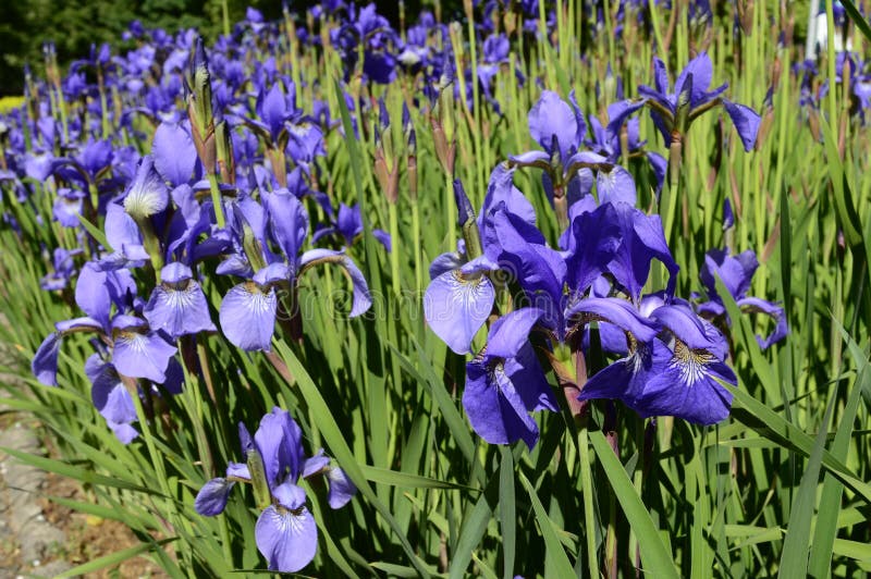 Deep blue beutiful iris stock image. Image of rhizomatous - 117057705