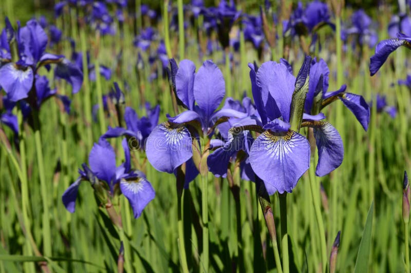 Deep blue beutiful iris stock image. Image of herbaceous - 117057801