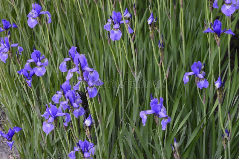 Deep blue beutiful iris stock photo. Image of beutiful - 117058258
