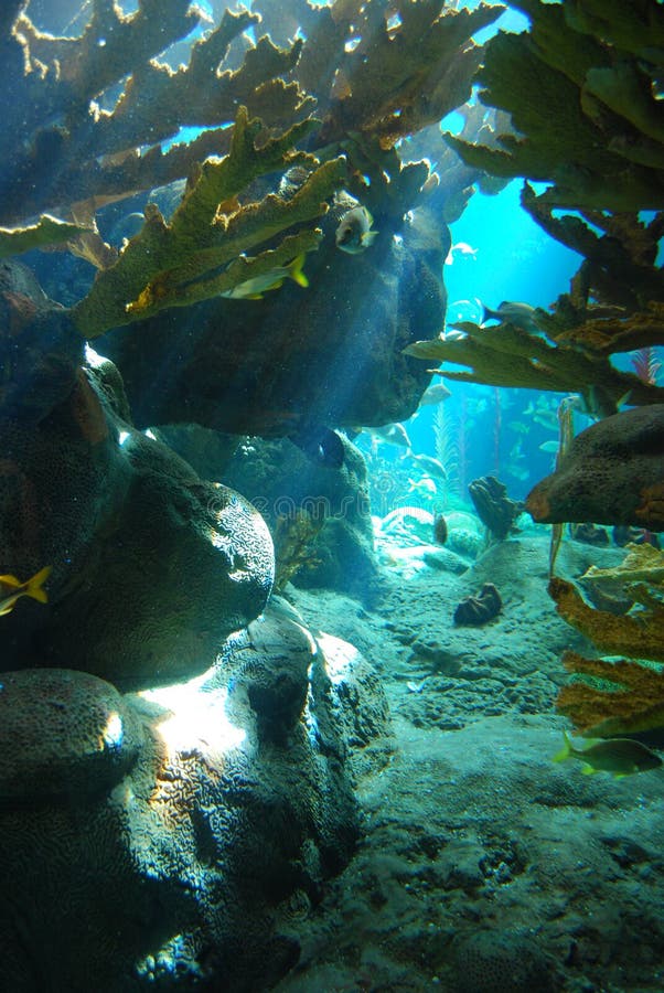 Deep blue coral reef stock photo. Image of coral, beauty - 6118436