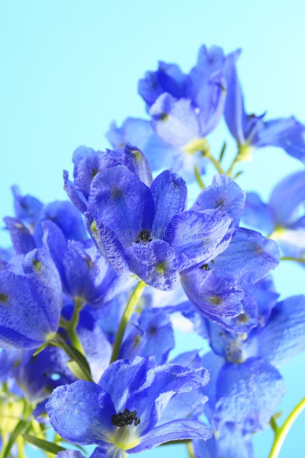 Deep Blue Delphinium Flowers. Floral Background. Stock Photo - Image of ...